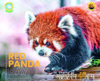 Yangon Zoo welcomes 2 rare red pandas from Nay Pyi Taw for panda show | Myanmar Digital News